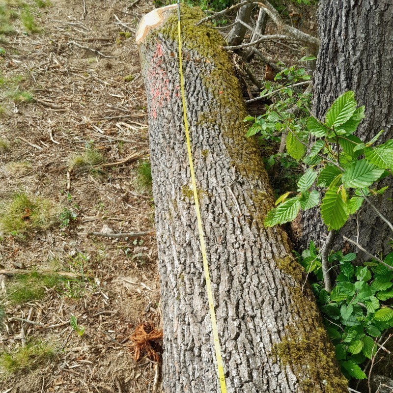 La qualité et le prix du chêne en fonction de ses singularités – Chapitre 2 - Actualité ...